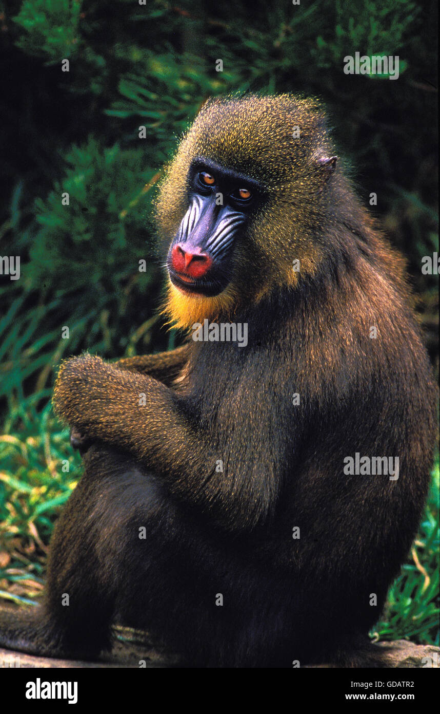 MANDRILL mandrillus sphinx, FEMALE SITTING ON GROUND Stock Photo - Alamy
