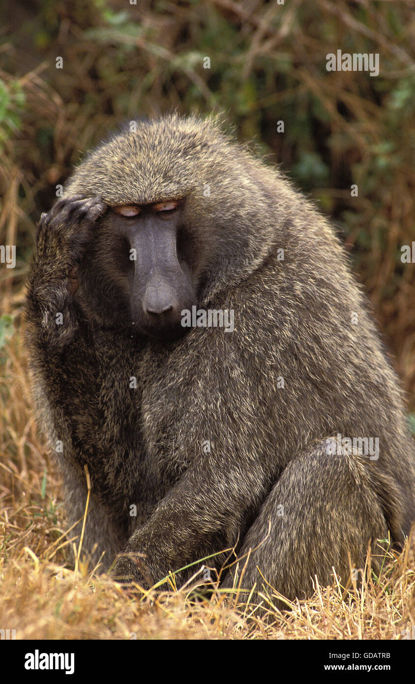 OLIVE BABOON papio anubis, MALE SCRATCHING HEAD, MASAI MARA PARK IN ...