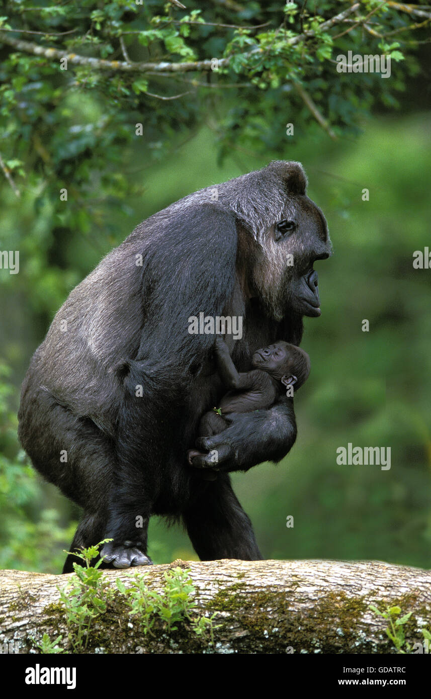 Eastern lowland gorilla hi-res stock photography and images - Alamy
