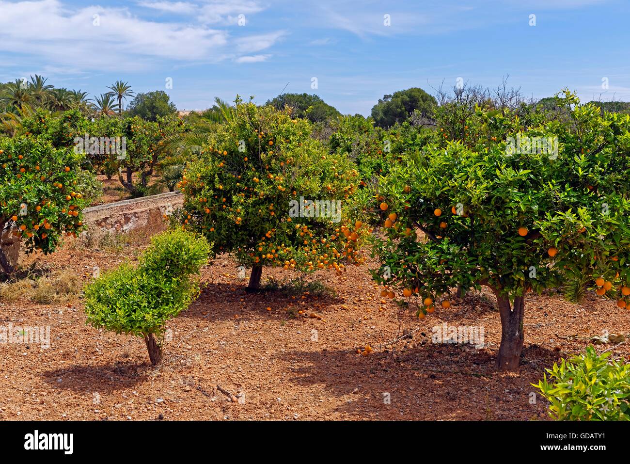 Plantation agriculture hi-res stock photography and images - Alamy