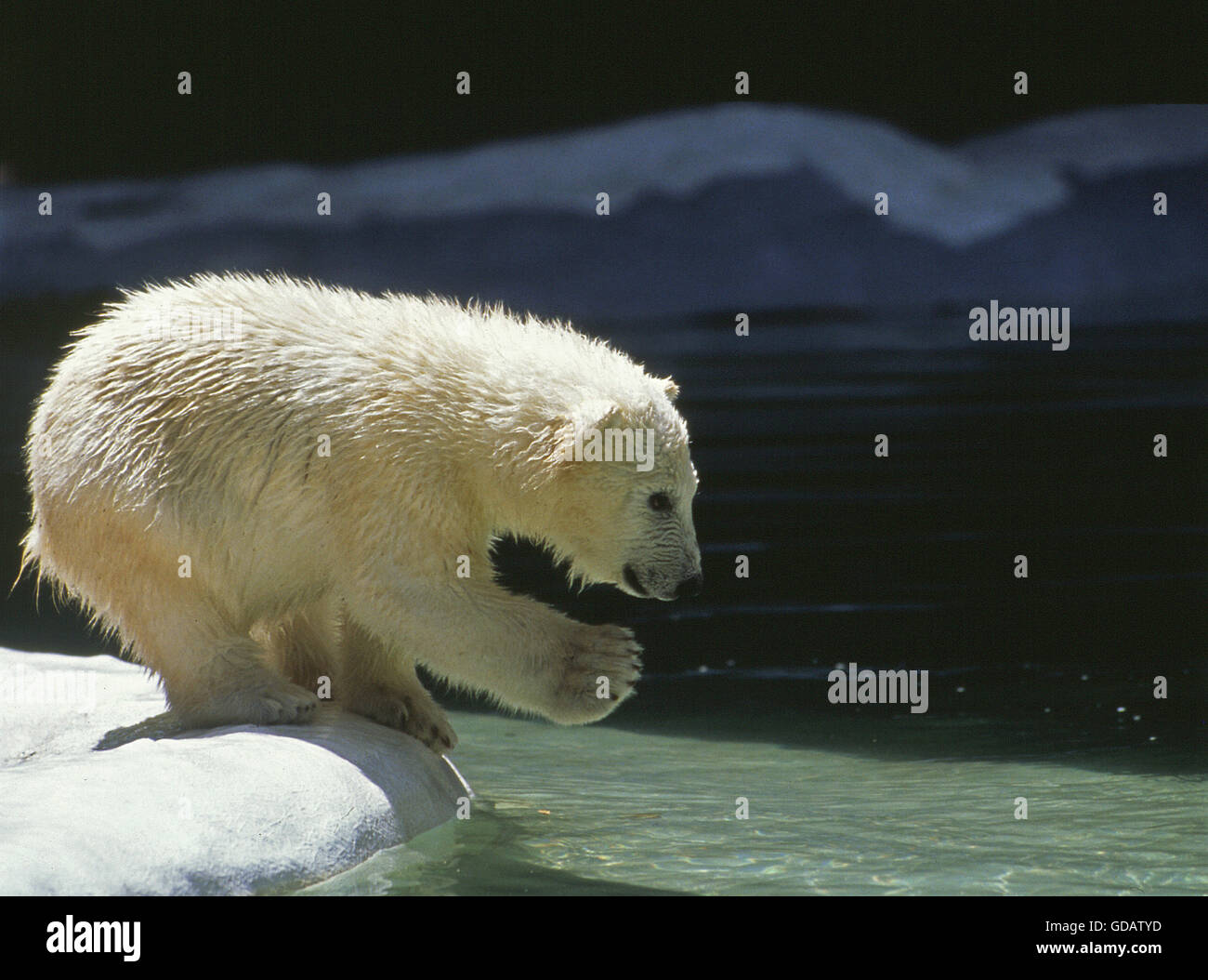 Cub ready to jump in water hi-res stock photography and images - Alamy