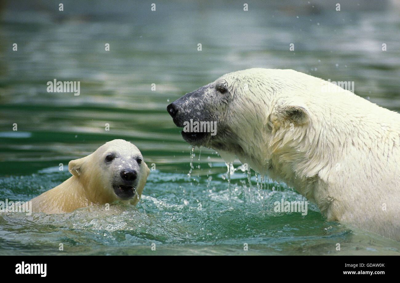 Cub in water hi-res stock photography and images - Alamy