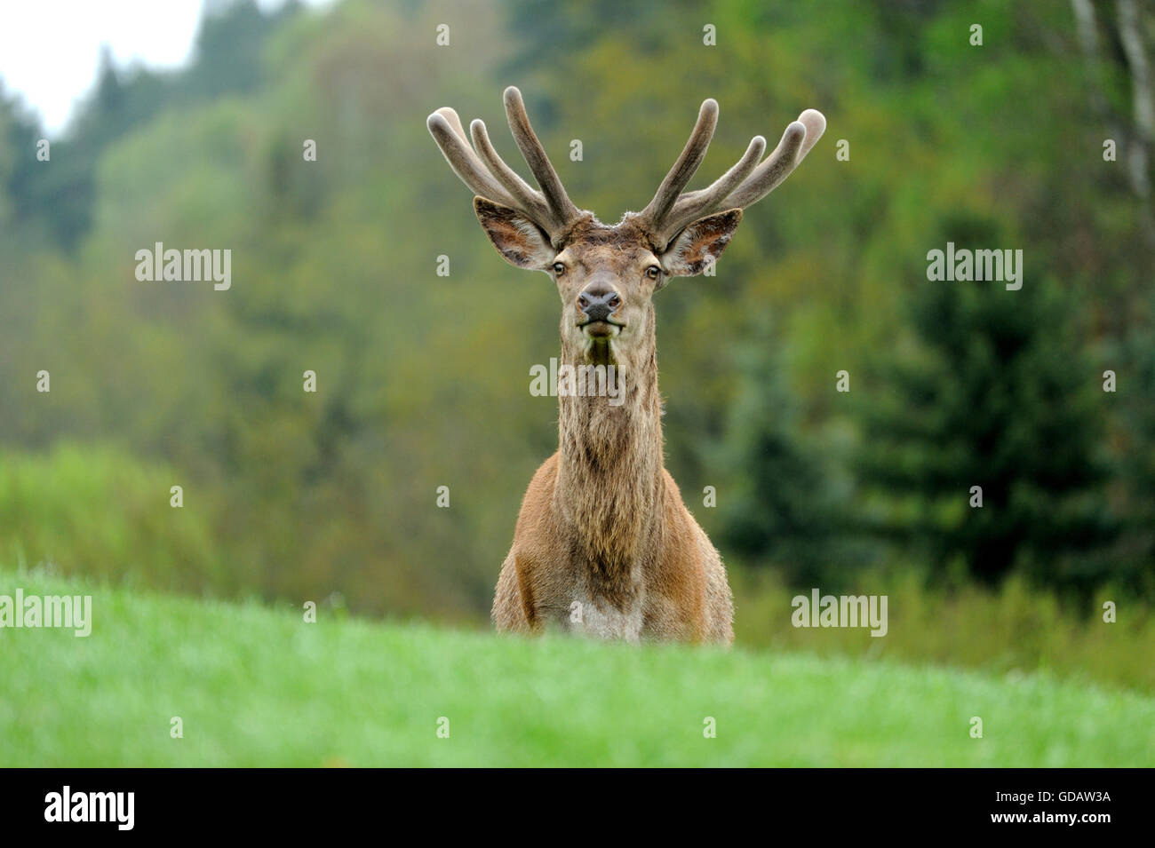 Spring Red Deer High Resolution Stock Photography and Images - Alamy