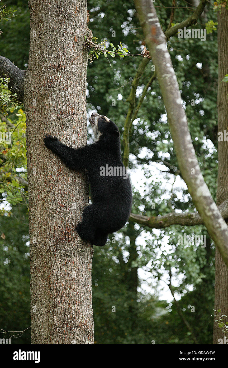 Spectacled bear in tree hi-res stock photography and images - Alamy