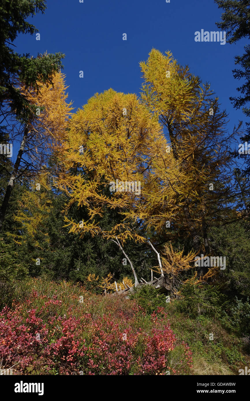 Obergoms hi-res stock photography and images - Alamy