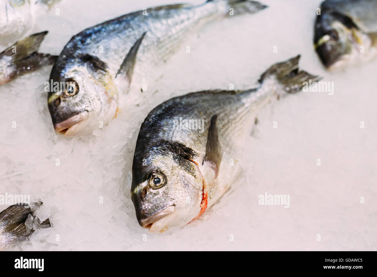 Raw delicious fresh fish on ice on market store shop. Dorado fish on ...