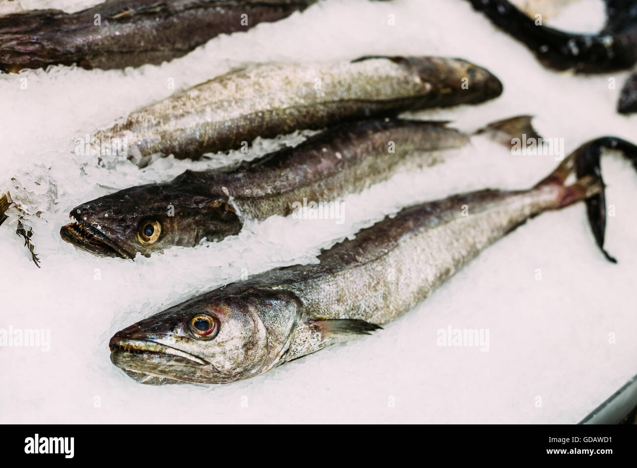 Hake fish sea hi-res stock photography and images - Alamy