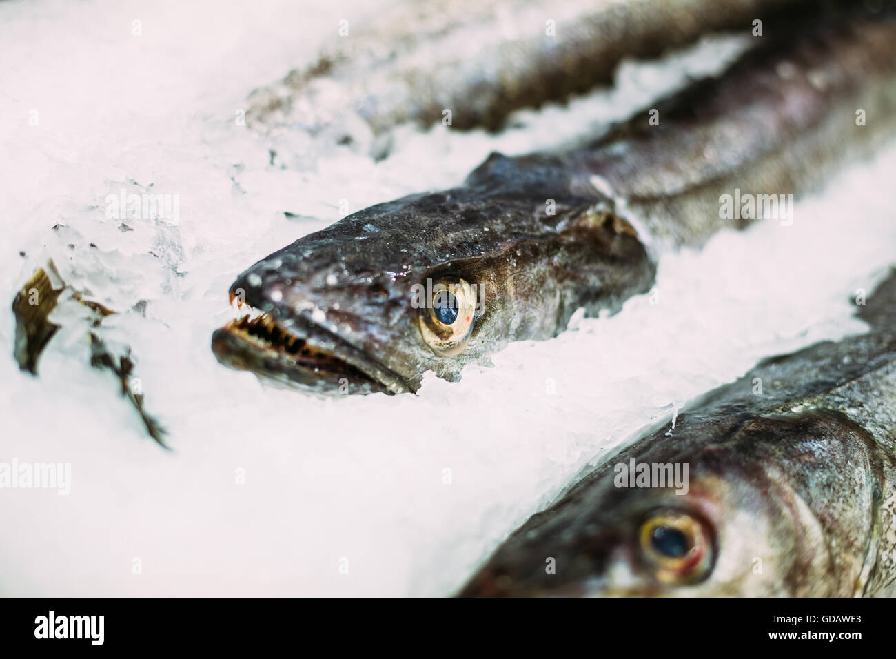 Hake fish sea hi-res stock photography and images - Alamy