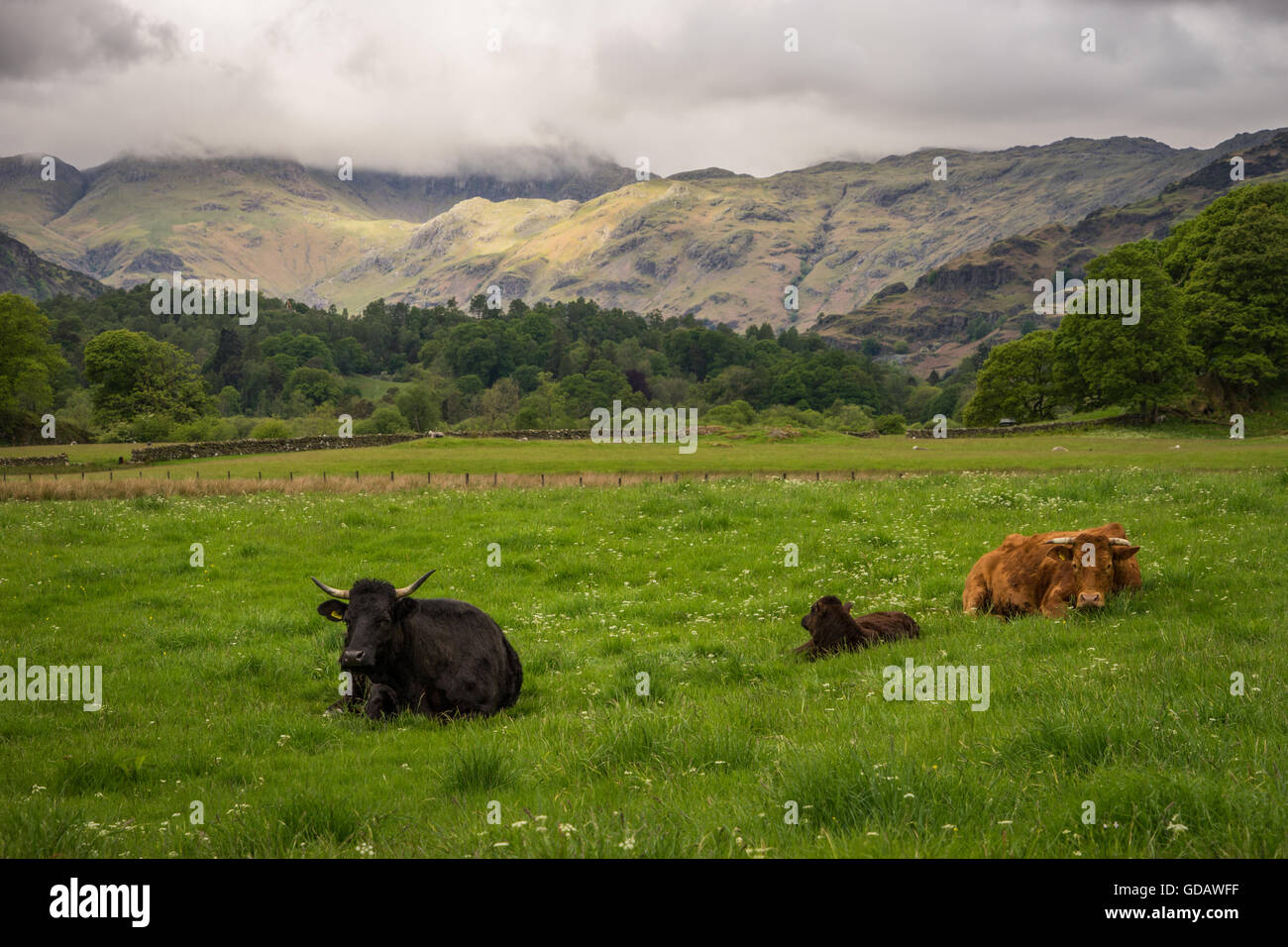 Farm cows green fields hi-res stock photography and images - Alamy