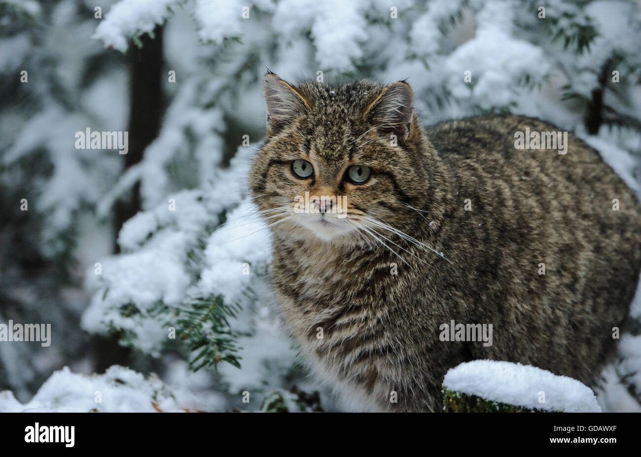 Wildcat hi-res stock photography and images - Alamy