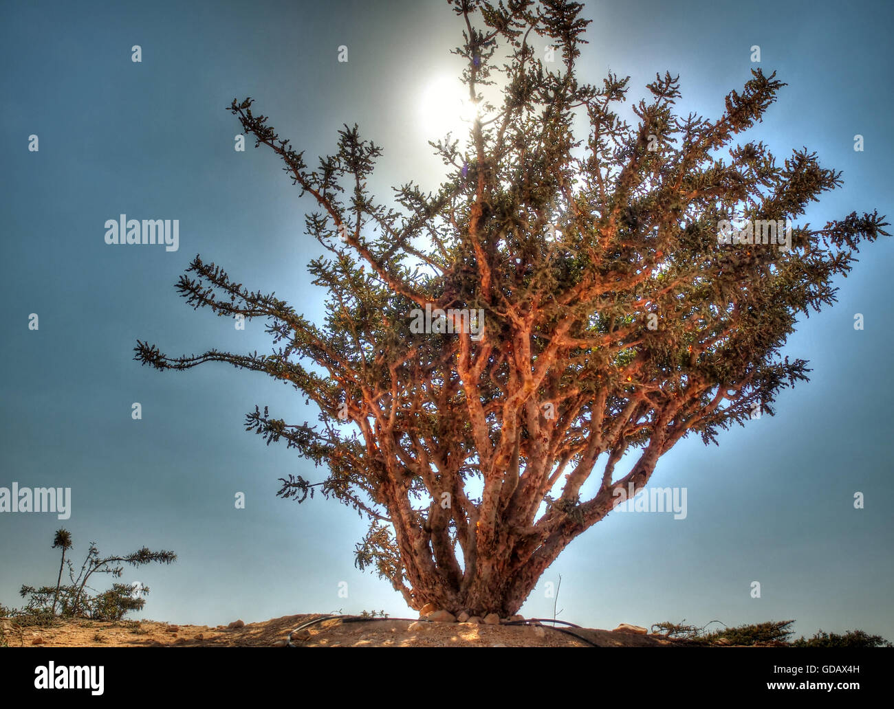 Olibanum tree hi-res stock photography and images - Alamy