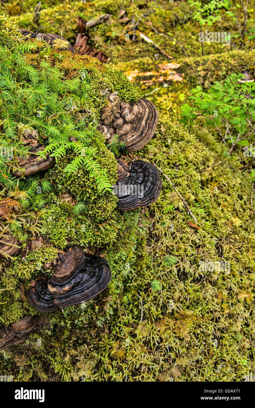 shelf fungus,bracket fungus,fungus,tree,glacier bay,Alaska,USA Stock ...