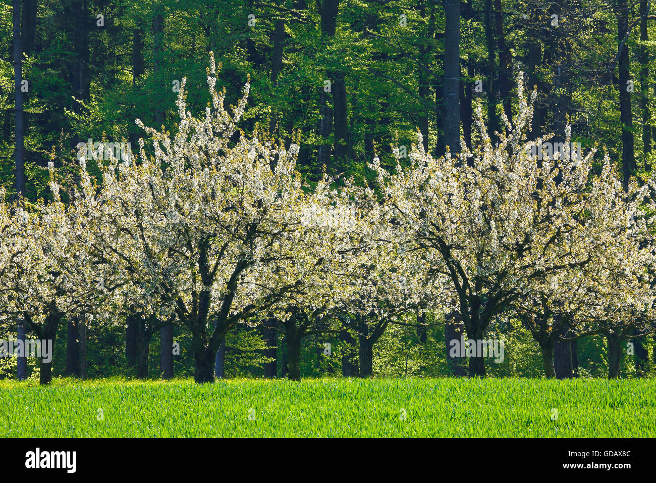 Cherry trees in spring,Prunus avium,Baselland,Switzerland Stock Photo ...