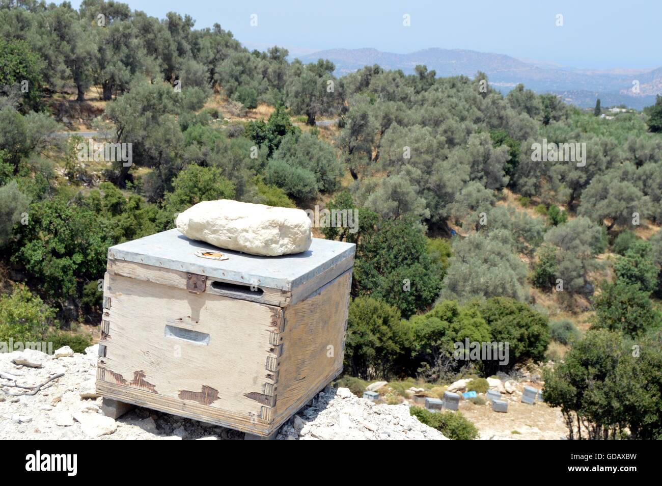 A hive of bees isolated with other hives in sunken Stock Photo - Alamy