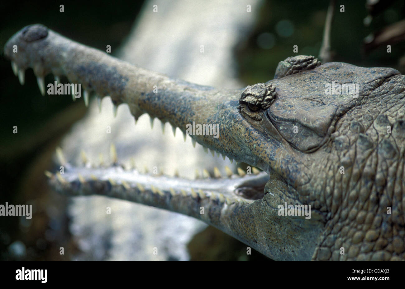 Crocodil High Resolution Stock Photography and Images - Alamy