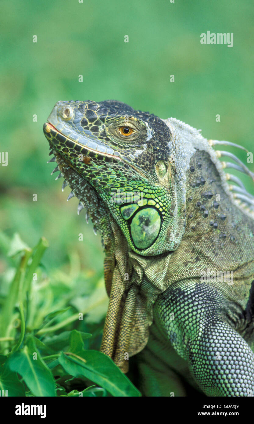 Drachen echse hi-res stock photography and images - Alamy