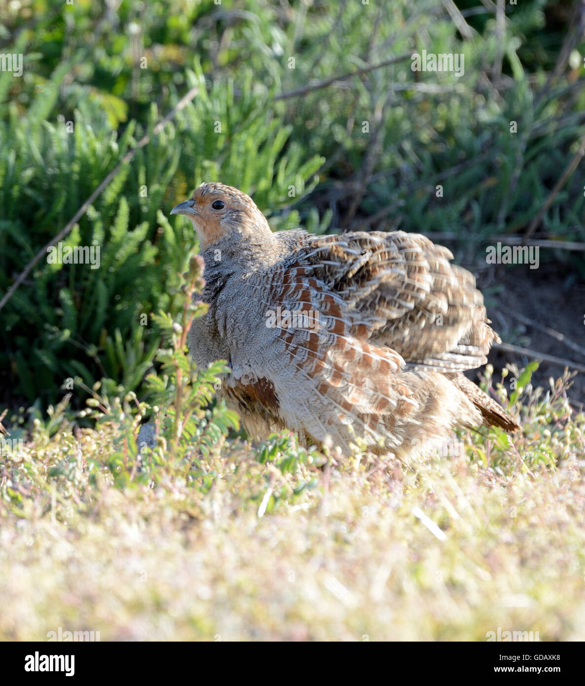 Partridge animals hi-res stock photography and images - Alamy