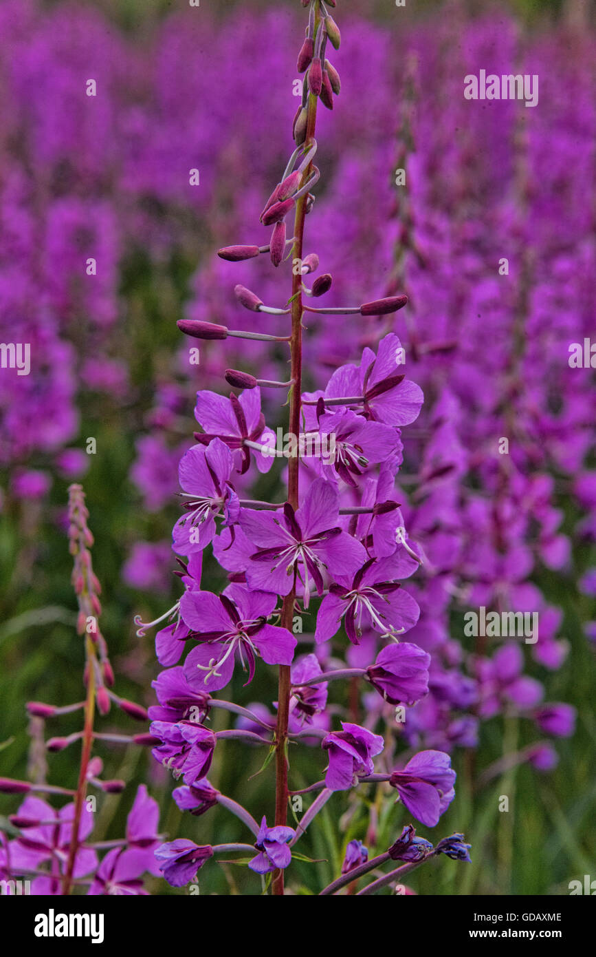 Plant and purple hi-res stock photography and images - Alamy