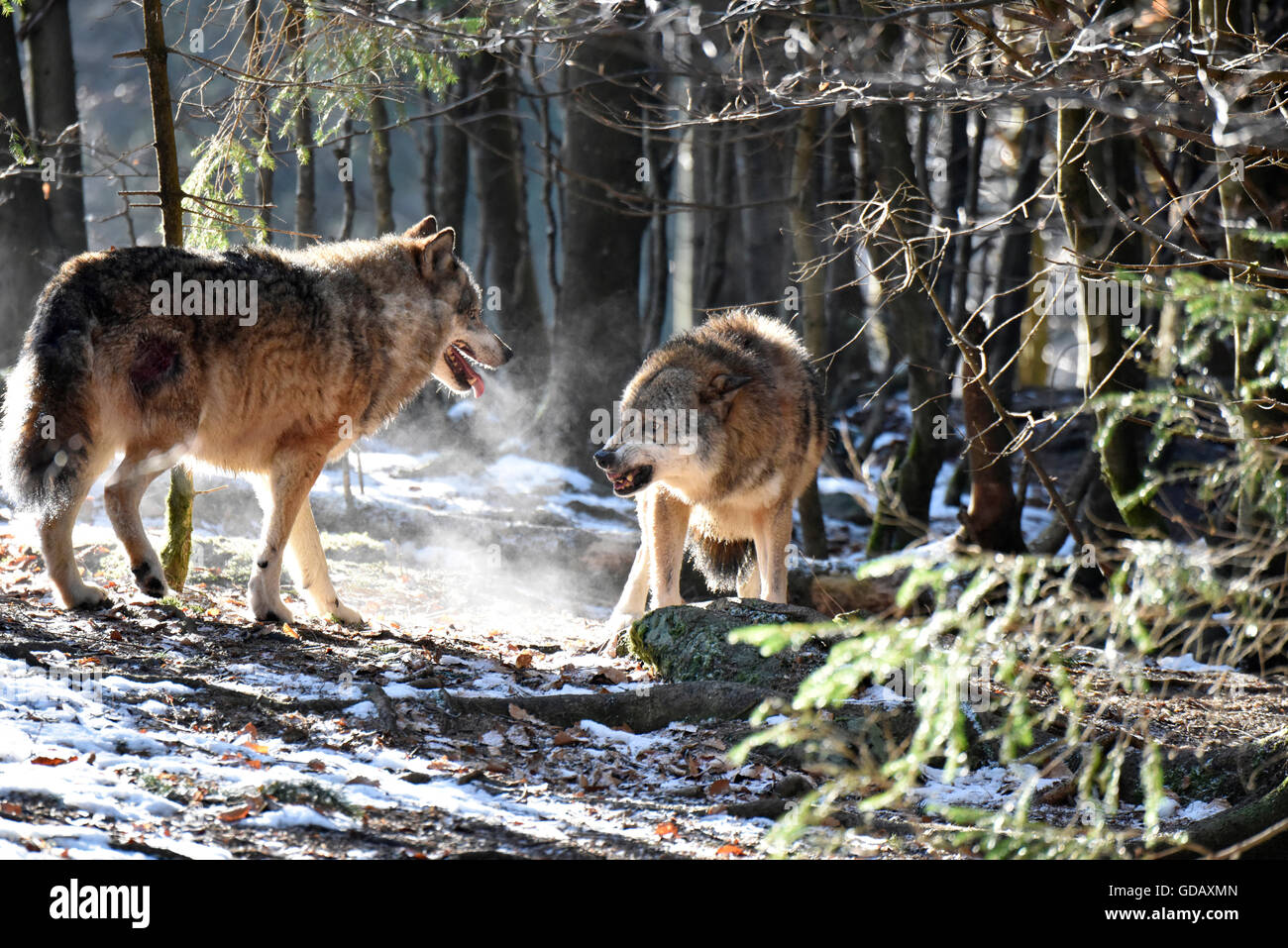 Wolves mating hi-res stock photography and images - Alamy