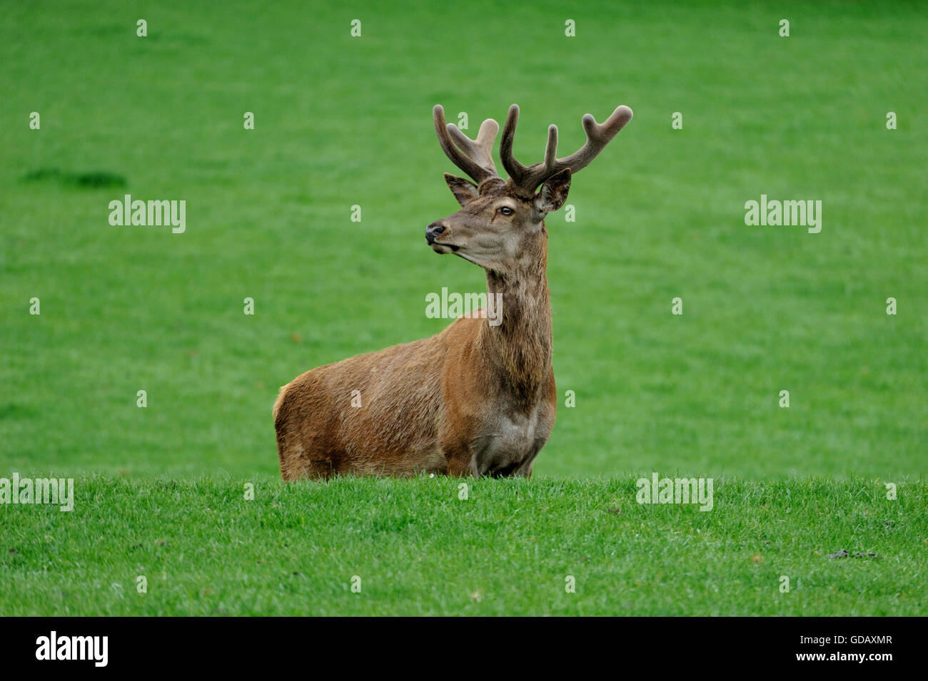 red deer in the spring Stock Photo - Alamy