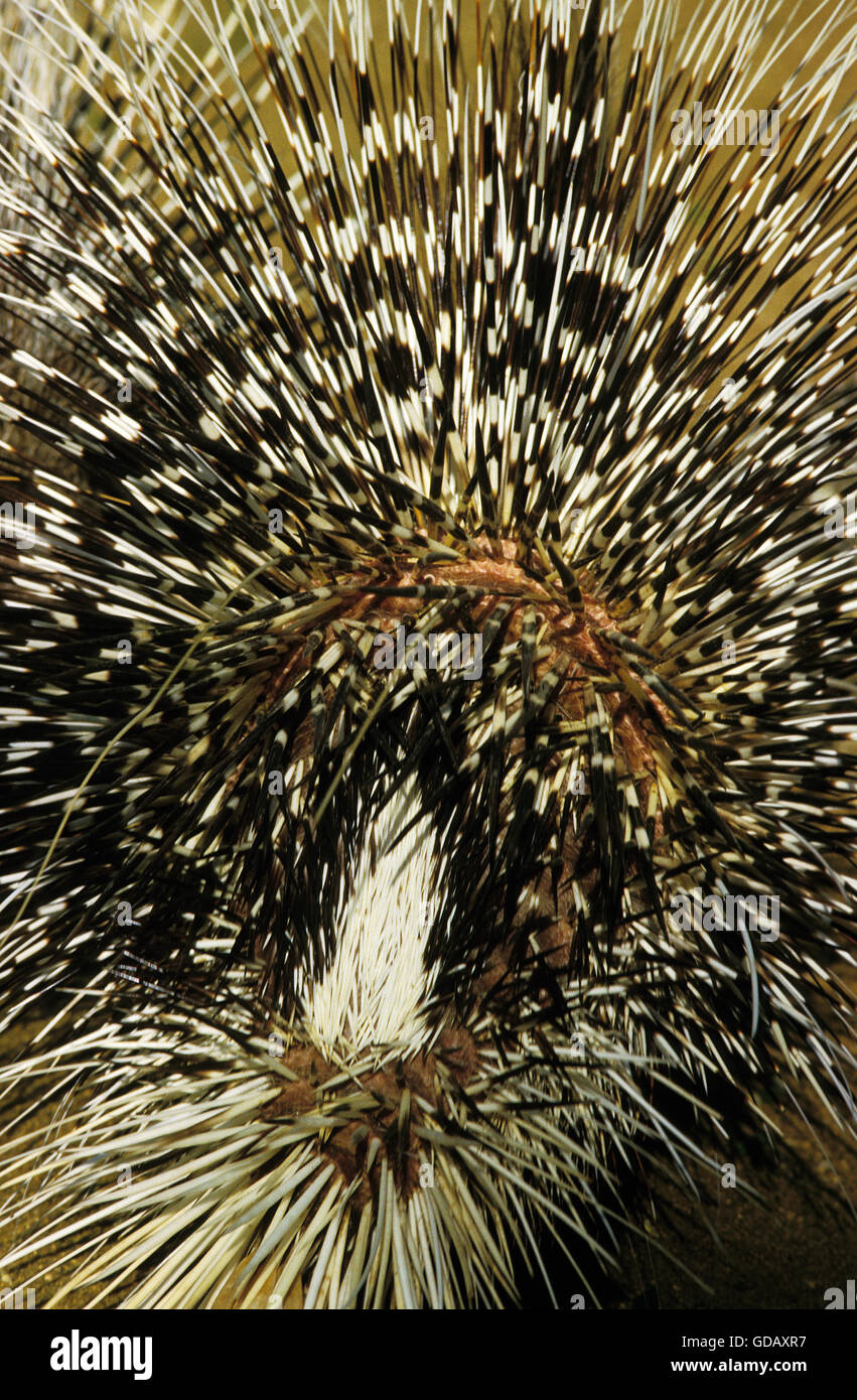 Hystrix cristata hi-res stock photography and images - Alamy