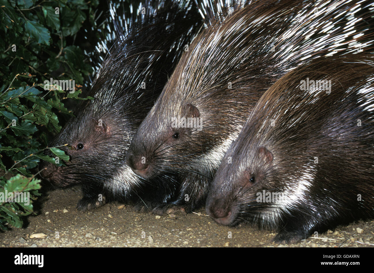 Crested Porcupine, hystrix cristata, Adults Stock Photo - Alamy