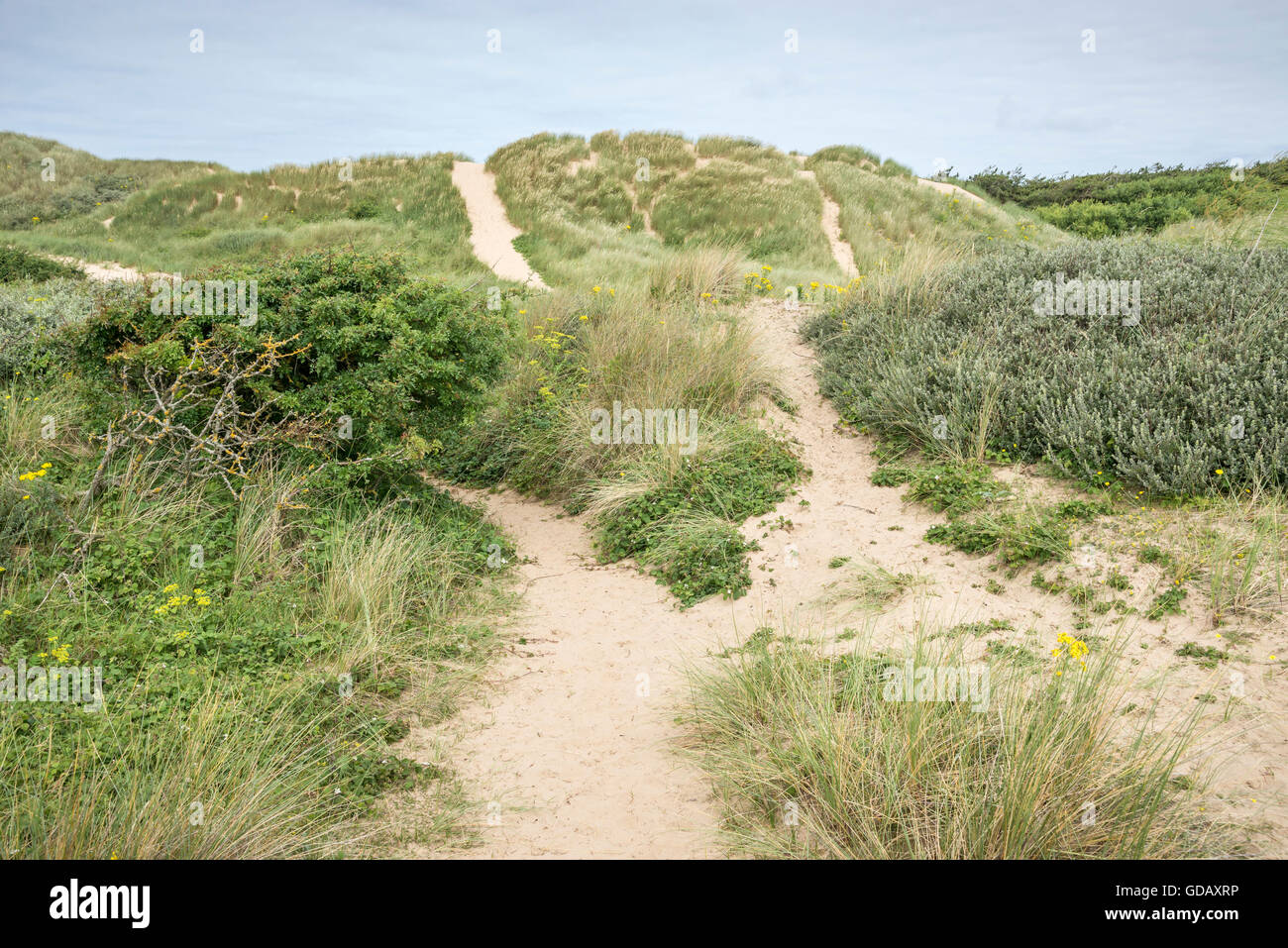 The expansive dunes at Formby point on the coast of Merseyside Stock ...