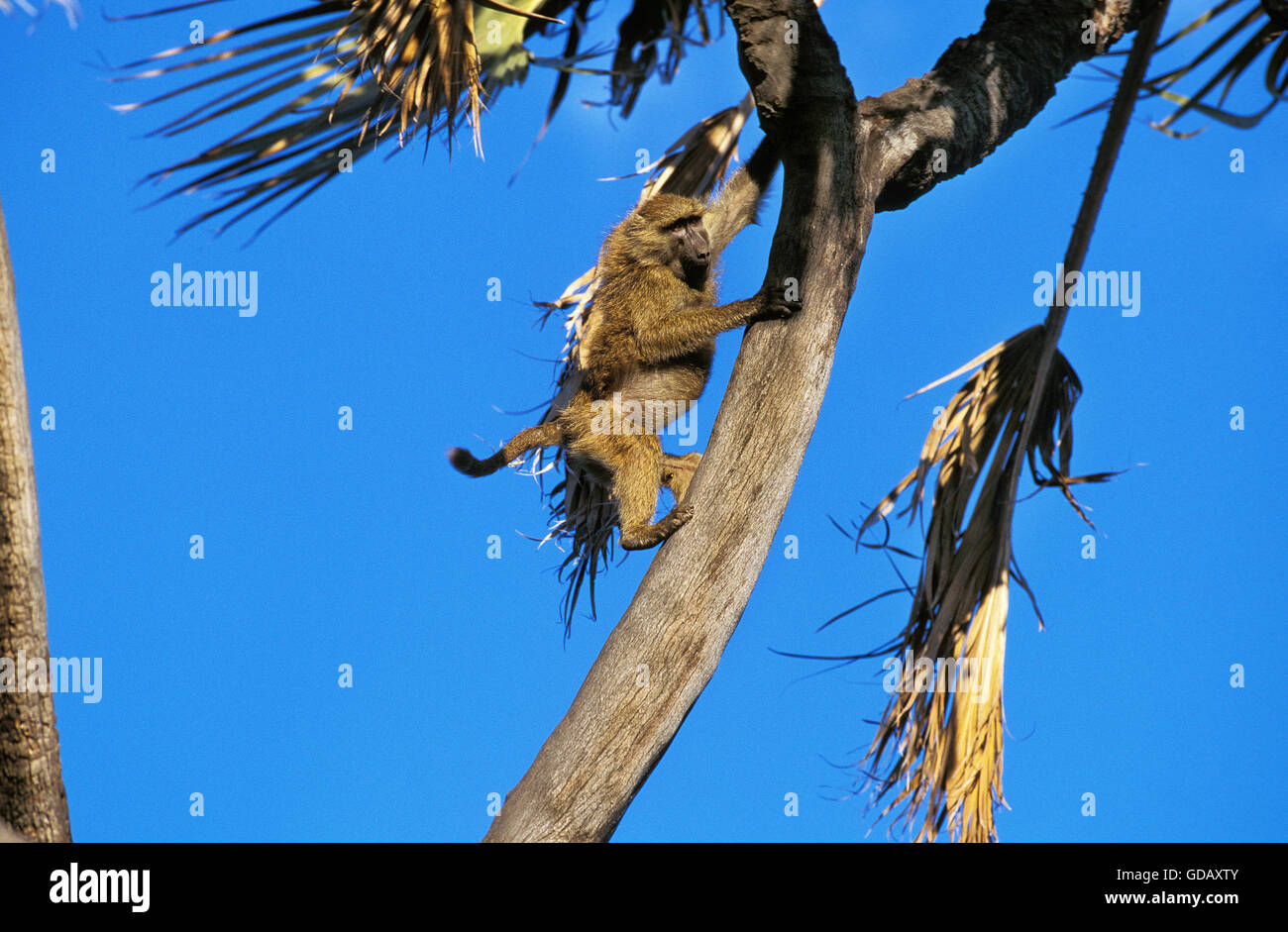 Olive baboon climbing tree hi-res stock photography and images - Alamy