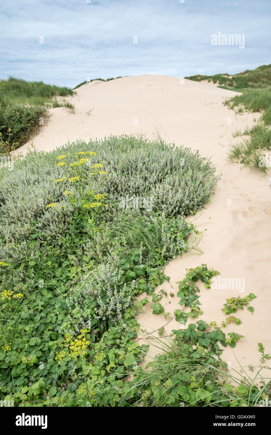 The expansive dunes at Formby point on the coast of Merseyside Stock ...