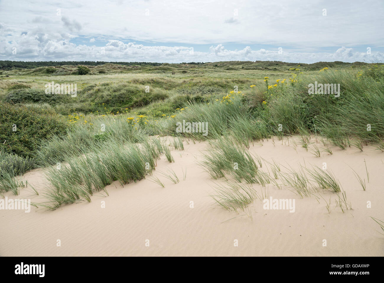 The expansive dunes at Formby point on the coast of Merseyside Stock ...