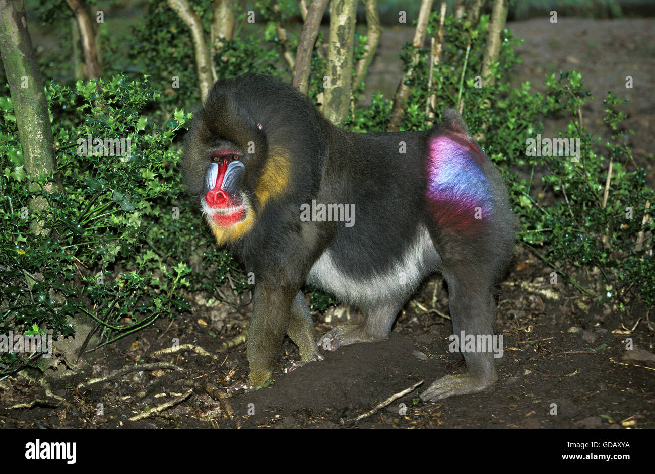 Mandrill mandrillus sphinx side view hi-res stock photography and ...