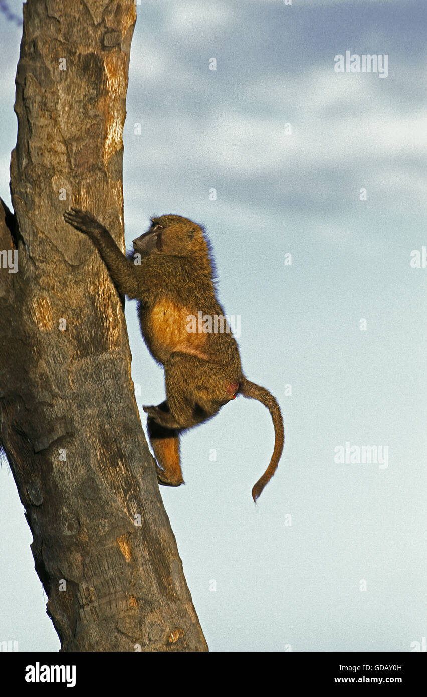 Olive Baboon, papio anubis, Young climbing Tree Trunk, Masai Mara Park ...
