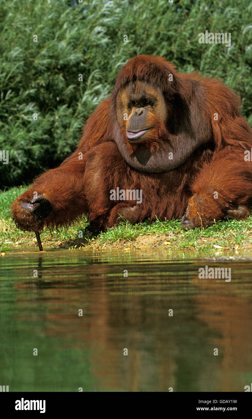 Pongo pygmaeus male hi-res stock photography and images - Alamy