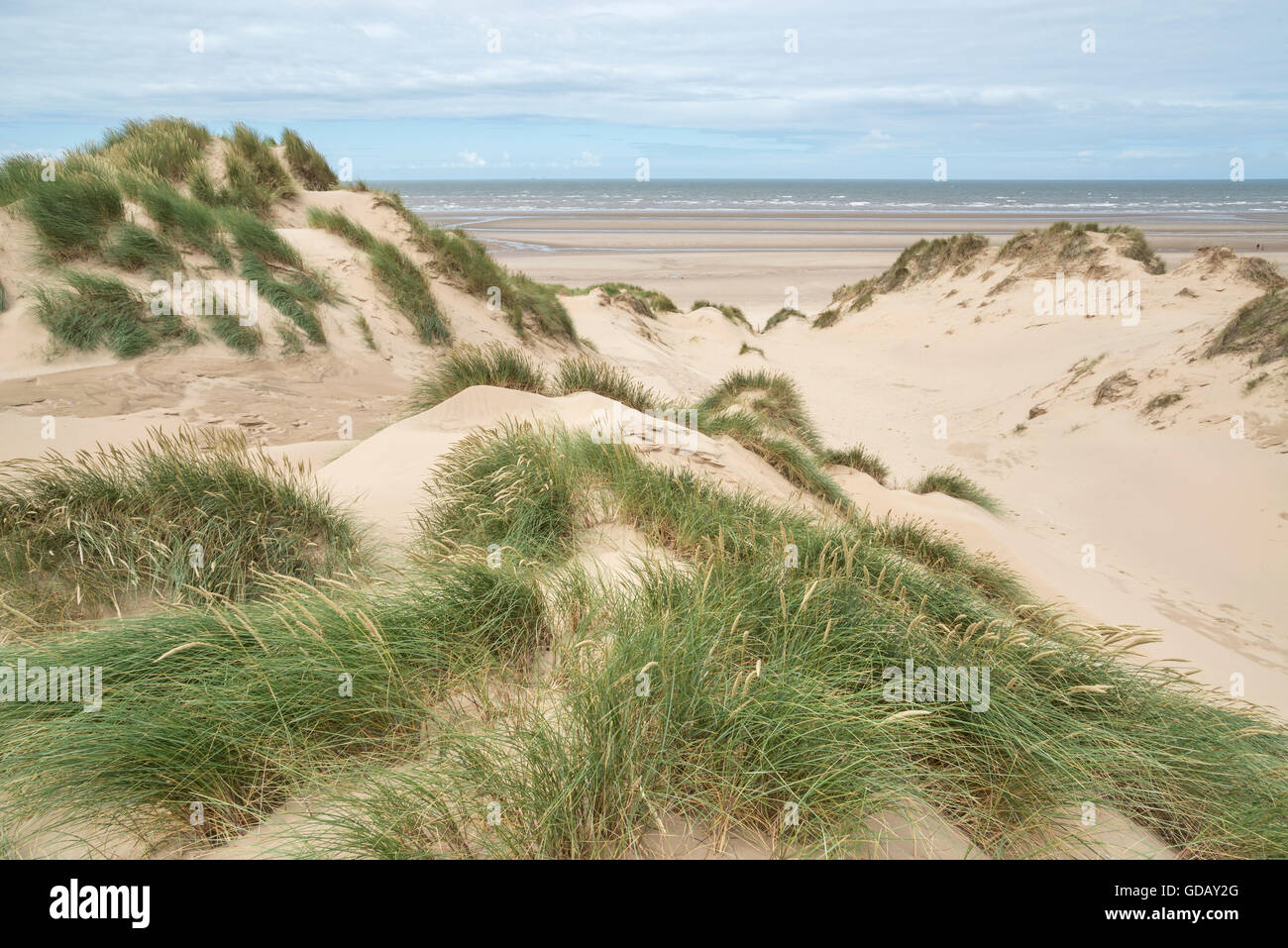 Sand dunes at Formby point, Merseyside with Marram grass blowing in the ...