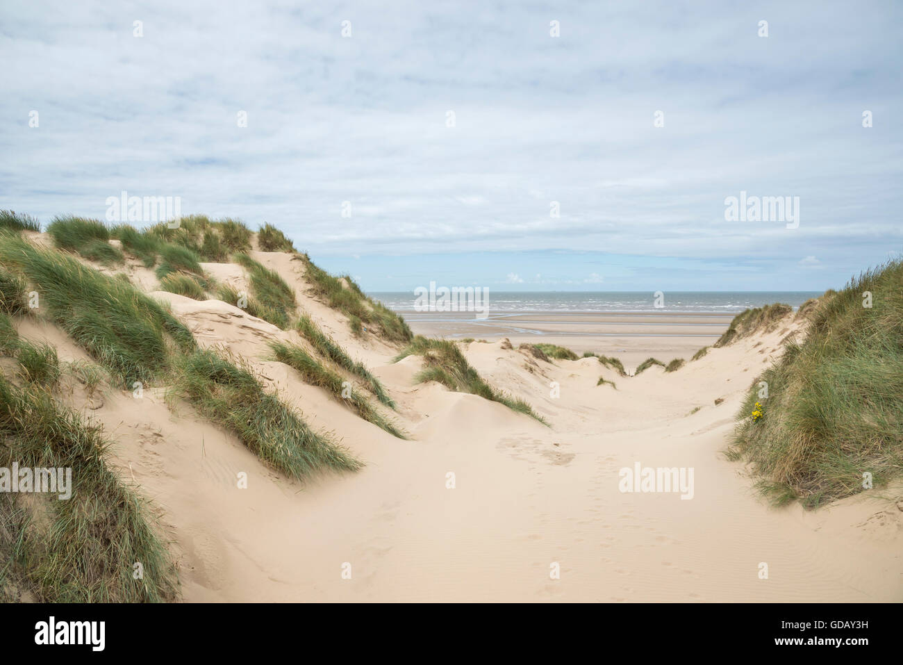 Sand dunes at Formby point, Merseyside with Marram grass blowing in the ...