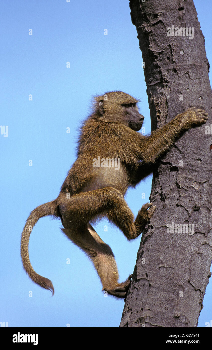Olive Baboon, papio anubis, Male climbing Tree Trunk, Masai Mara Park ...
