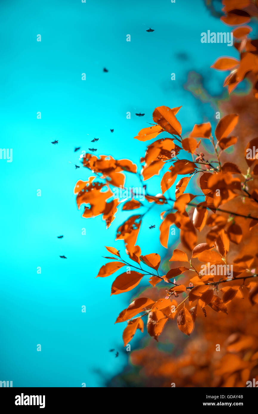 yellow leaves of the tree and loads of flies flying around Stock Photo ...