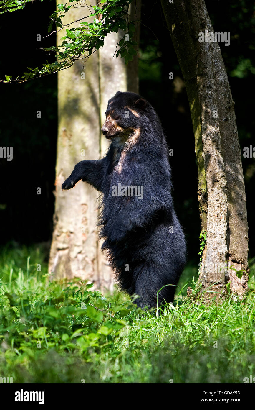 Spectacled Bear