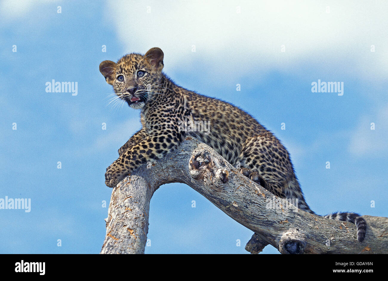 Leopard cub hi-res stock photography and images - Alamy