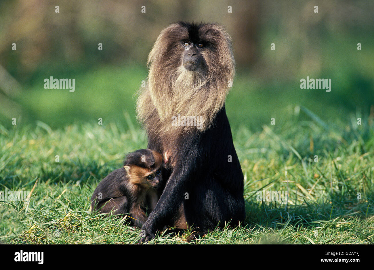 Lion Tailed Macaque, macaca silenus, Female with Young Stock Photo - Alamy