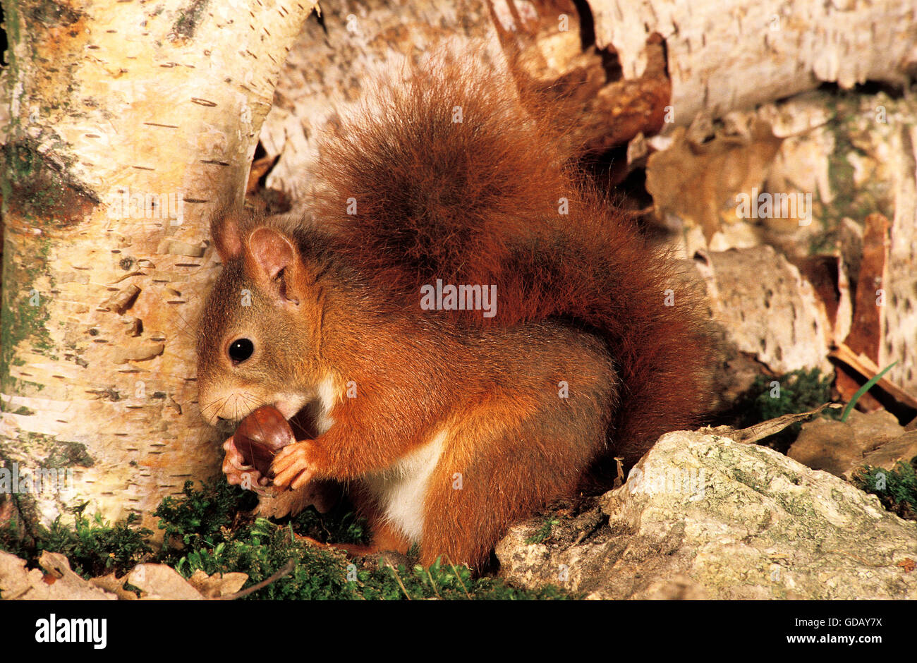 Red Squirrel, sciurus vulgaris, Male eating Chestnut Stock Photo - Alamy