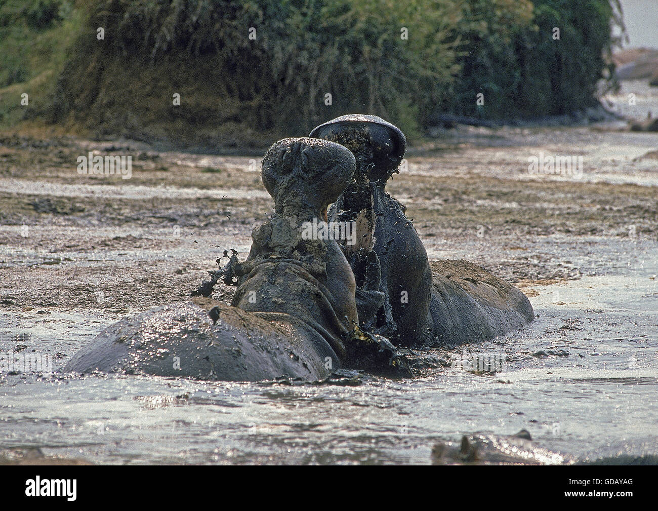 HIPPOPOTAMUS hippopotamus amphibius, MALES FIGHTING, VIRUNGA PARK ...