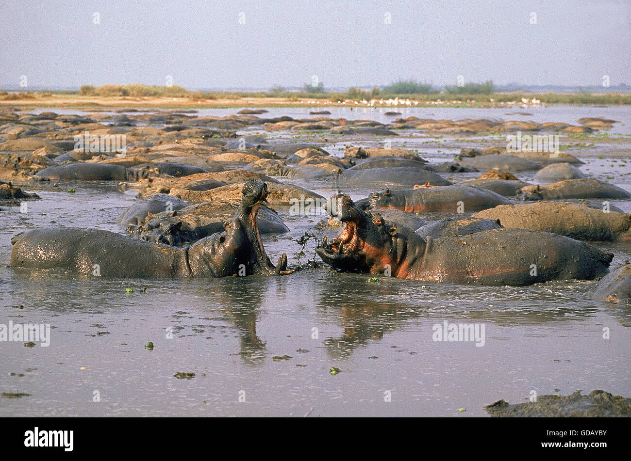 HIPPOPOTAMUS hippopotamus amphibius, MALES FIGHTING, VIRUNGA PARK IN ...