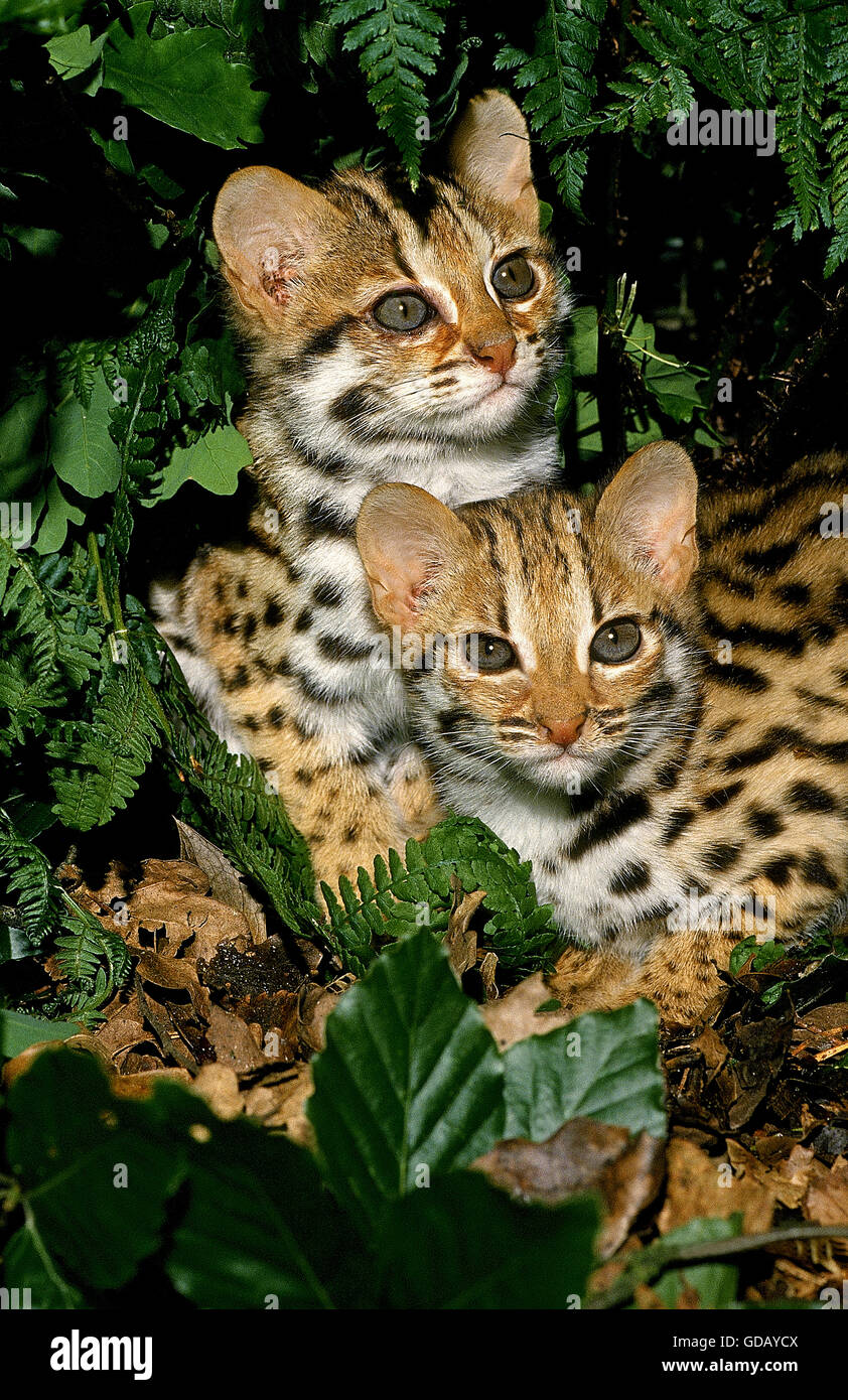 Leopard cat prionailurus bengalensis hi-res stock photography and ...