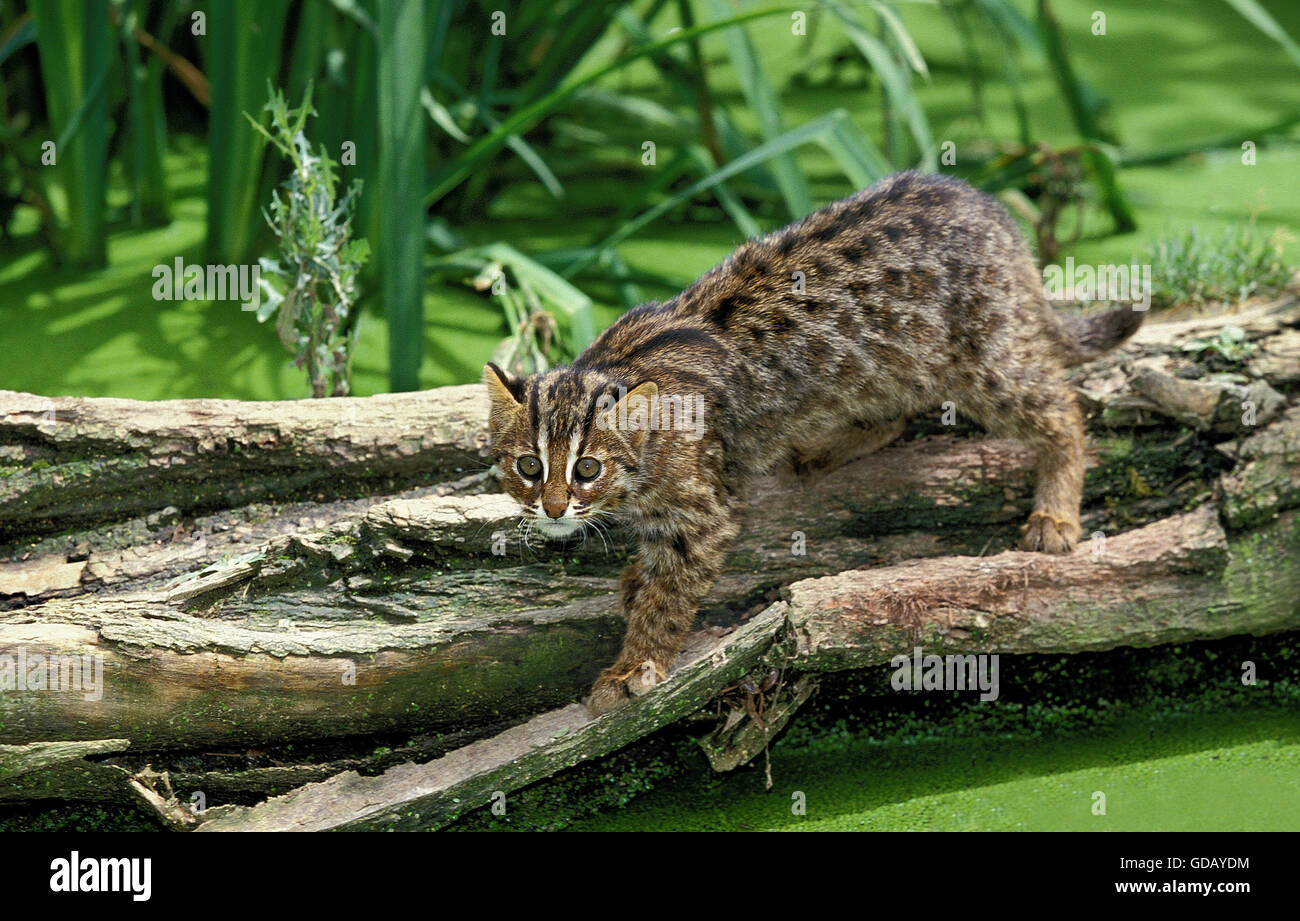 Leopard Cat, prionailurus bengalensis, Adult fishing in Swamp Stock ...