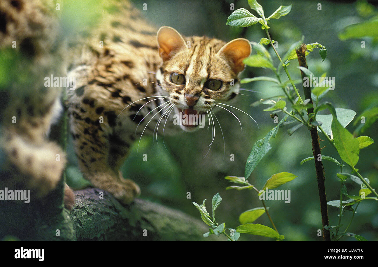 Prionailurus bengalensis hi-res stock photography and images - Alamy