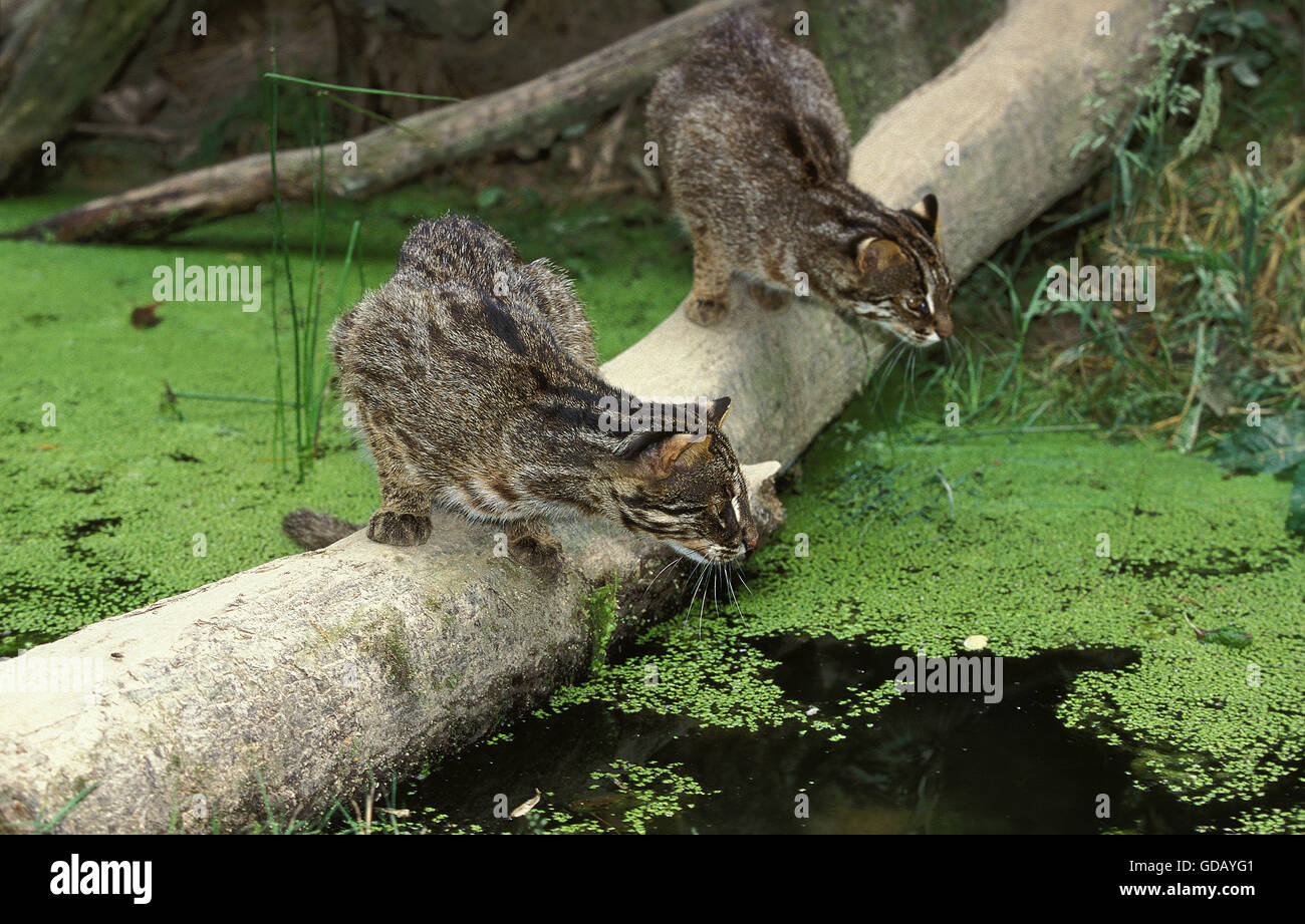 Leopard cat felis bengalensis prionailurus hi-res stock photography and ...