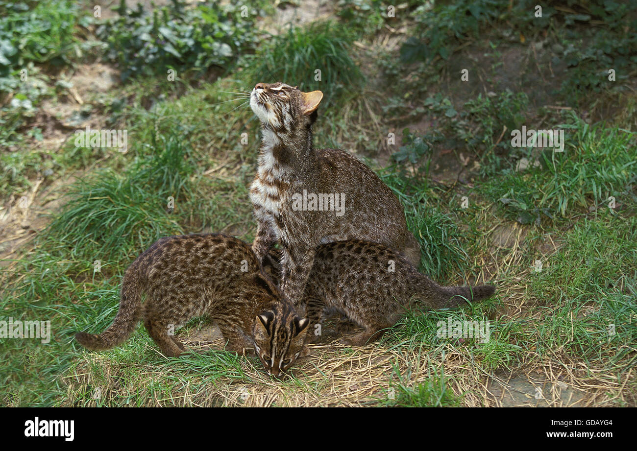 Leopard Cat, prionailurus bengalensis, Female with Cub Stock Photo - Alamy