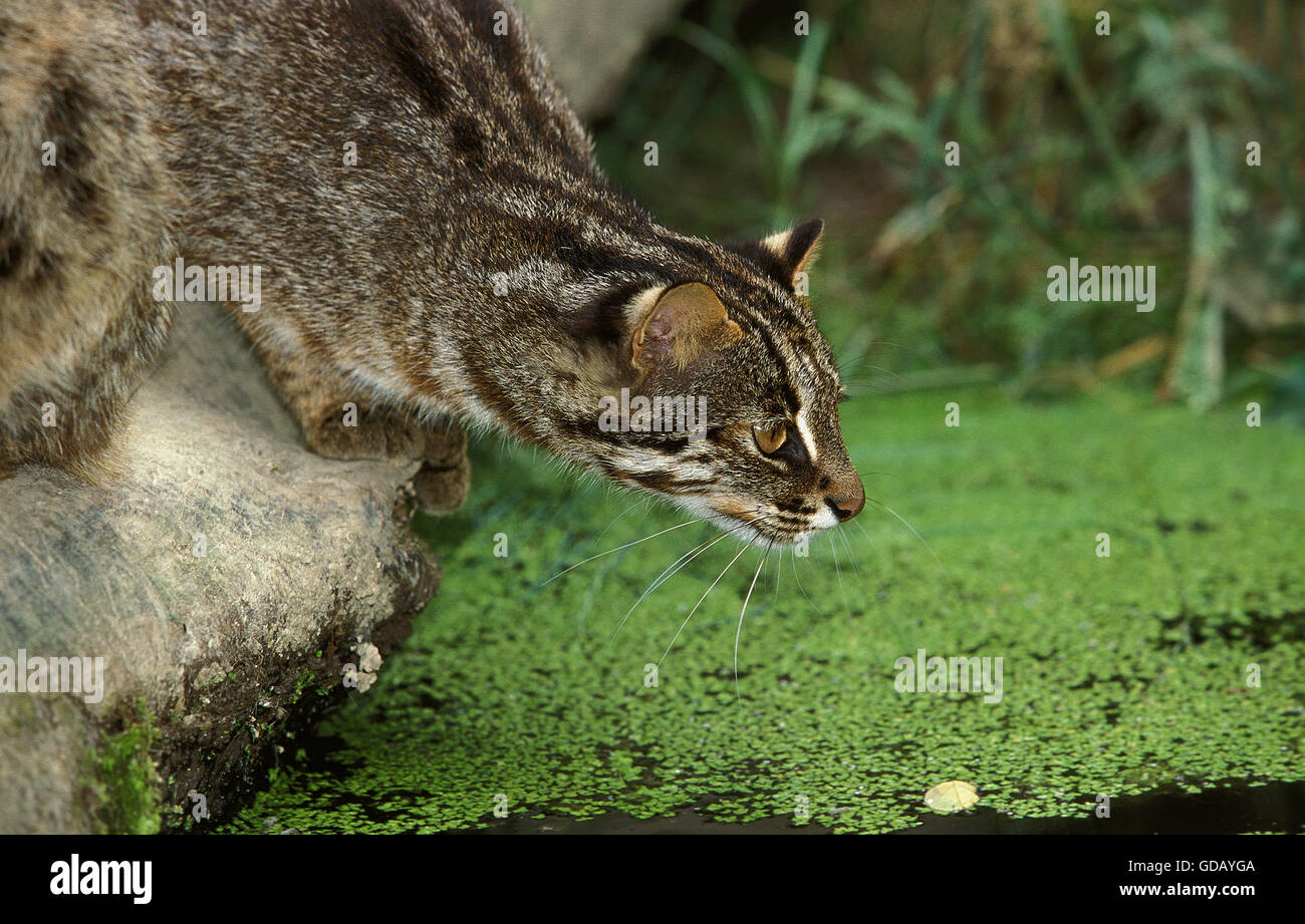 Cat chasing prey hi-res stock photography and images - Alamy