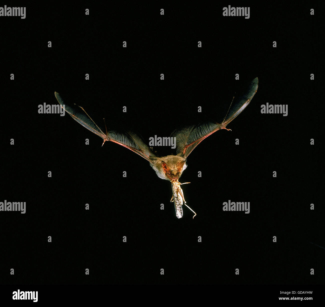 Bat hunting europe hi-res stock photography and images - Alamy